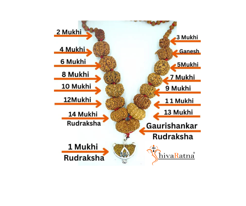 ShivaRatna Siddha Mala 1-14 Mukhi +Gaurishankar + Ganesh Rudraksha (Ne